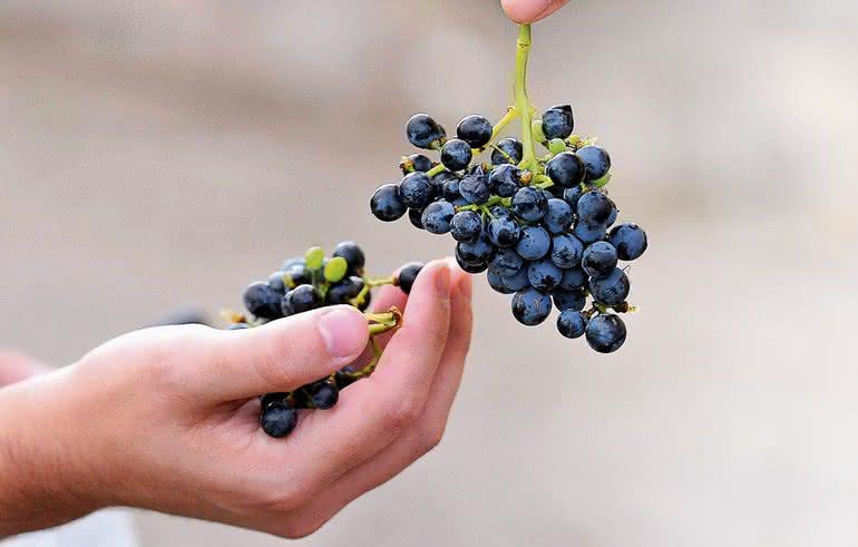 Conheça as uvas dos terroirs do Brasil